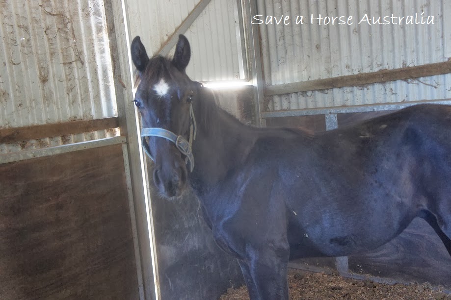 Save a Horse Australia Horse Rescue and Sanctuary