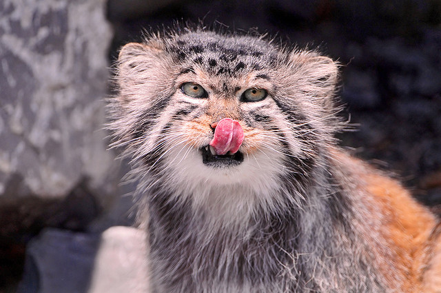 Manul – the Cat that Time Forgot | The Ark In Space