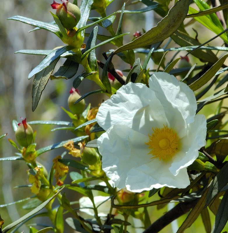 Pedaços de Mim: Flores de Esteva