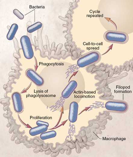 MICROBIOOLOGIA Y PARACITOLOGIA : PATOGENIA DE LA INFECCION BACTERIANA