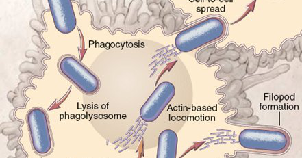 CAPITULO 9:PATOGENIA DE LA INFECCIÓN BACTERIANA
