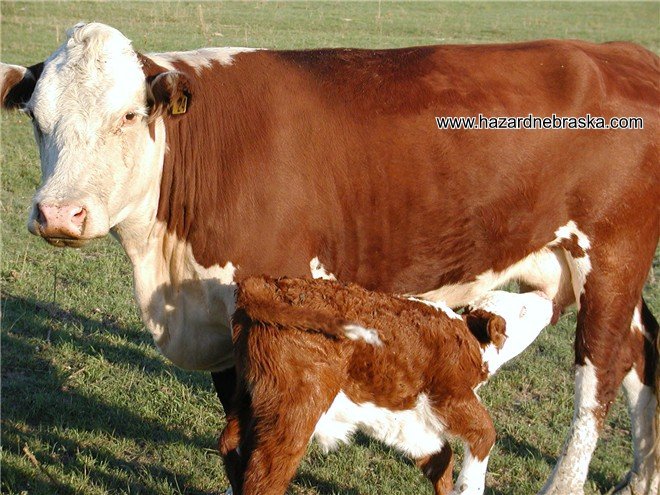 Semper Grazing Ranch: Beef Cattle