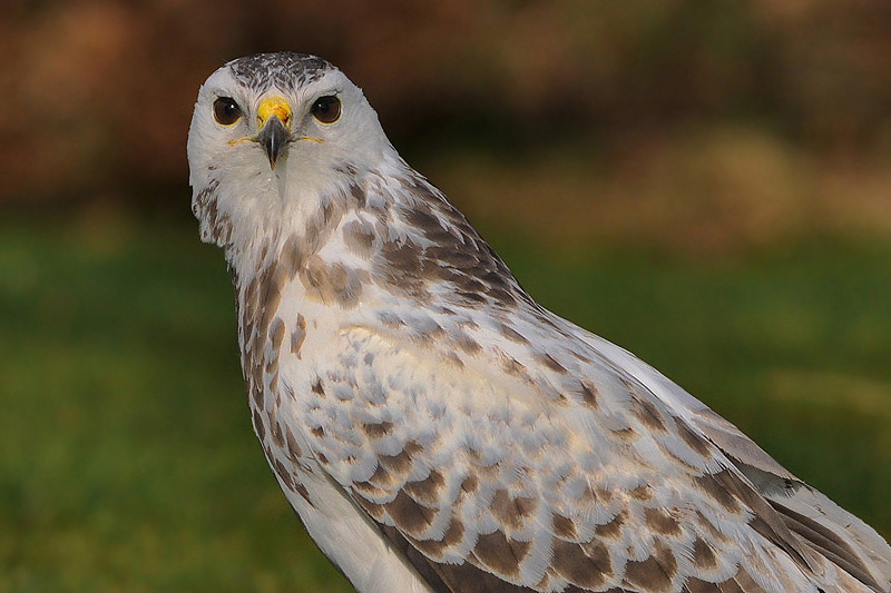 De Natuur van Huub Reulen: De witte