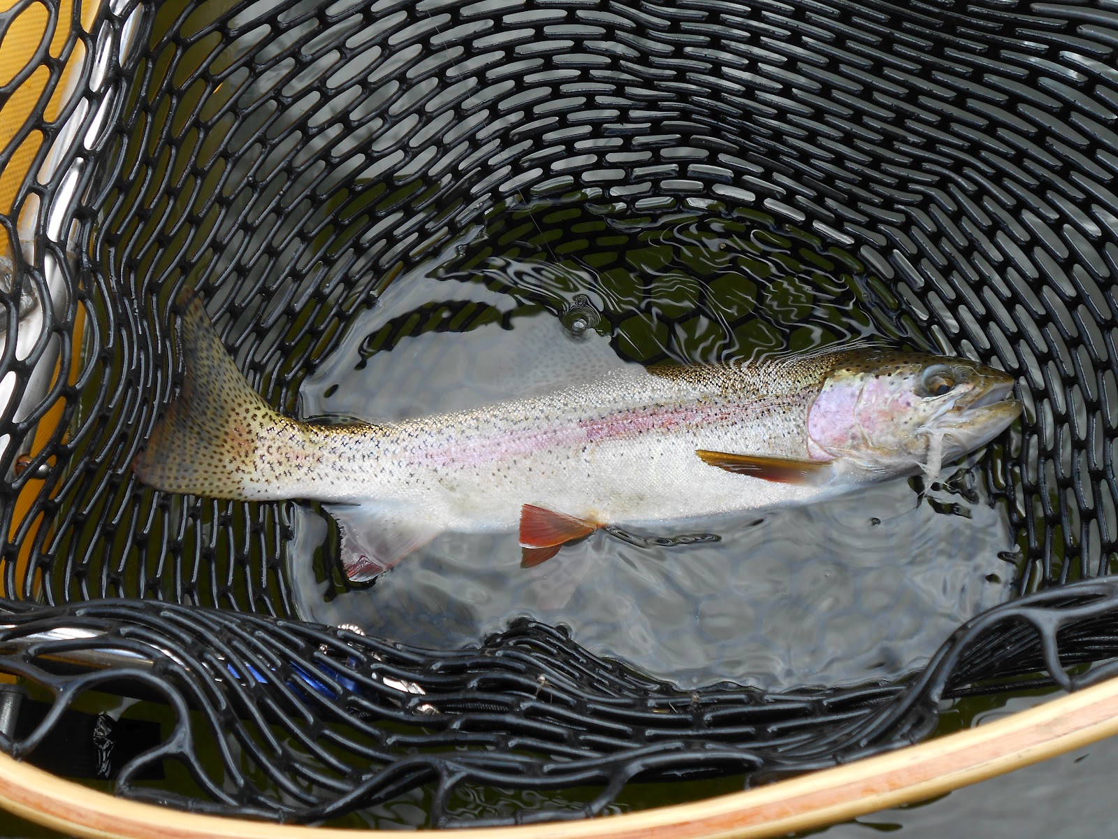 FLYGUY Creations: First time to Chopaka Lake