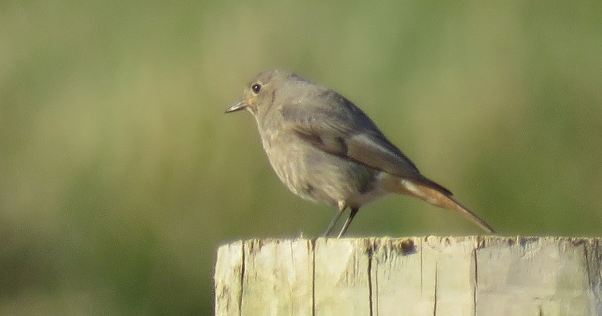 Kerry Birding: Black Redstart, Bolus Head