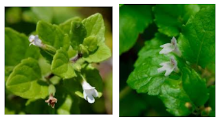Health Alert!: Yerba Buena (Clinopodium douglasii) Description and Uses