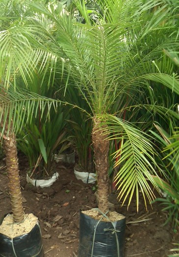 Indonesia Tourism: Pohon Kurma Sebagai Tanaman Hias Indoor