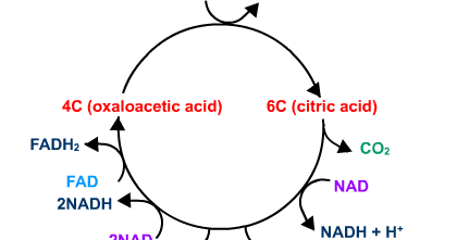 #89 The Krebs cycle | Biology Notes for A level