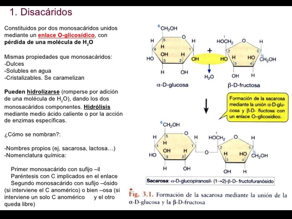 ...y la vida evolucionó: CLASIFICACIÓN GLÚCIDOS. DISACÁRIDOS