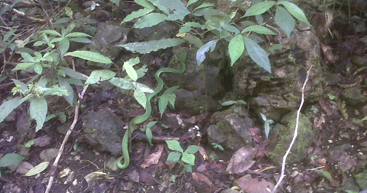 Ular Hijau Ekor Merah (Trimeresurus albolabris insularis ) - Resort ...