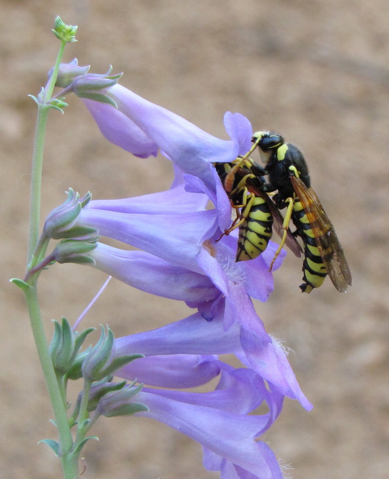 Bug Eric: Wasp Wednesday: Wasps in Love