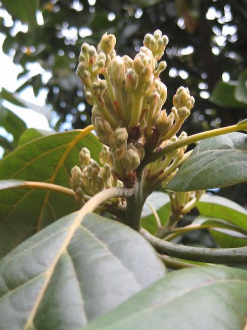 rosekraft: Home Grown Avocados!