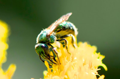 Urban Wildlife Guide: Green Bees