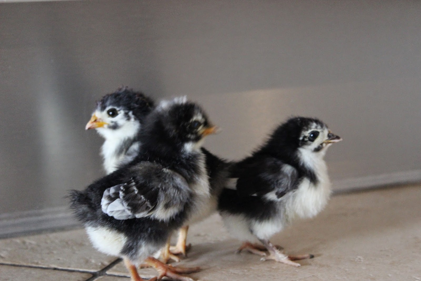 Mariannes Menageri: Kyllinger 2014