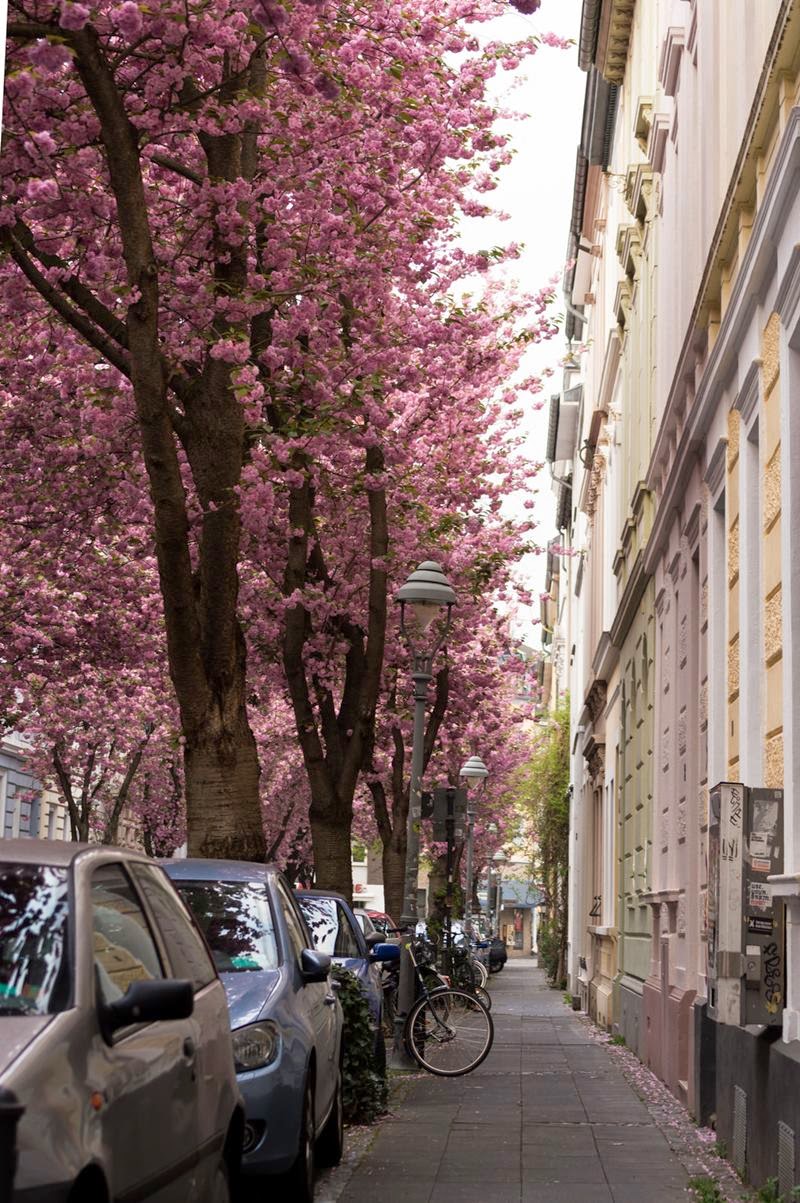 Tunnel of Cherry Trees in Bonn, Germany