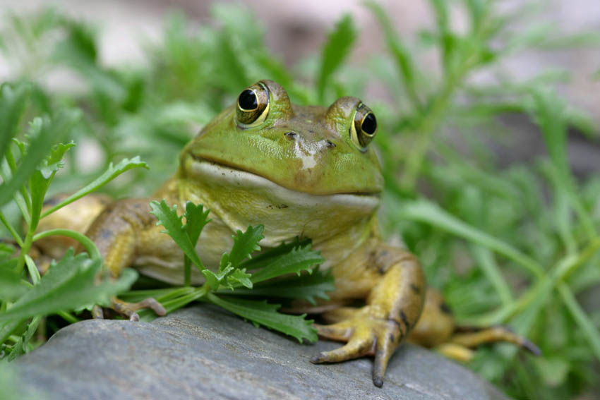 Aquascape Your Landscape: Froggy Friday