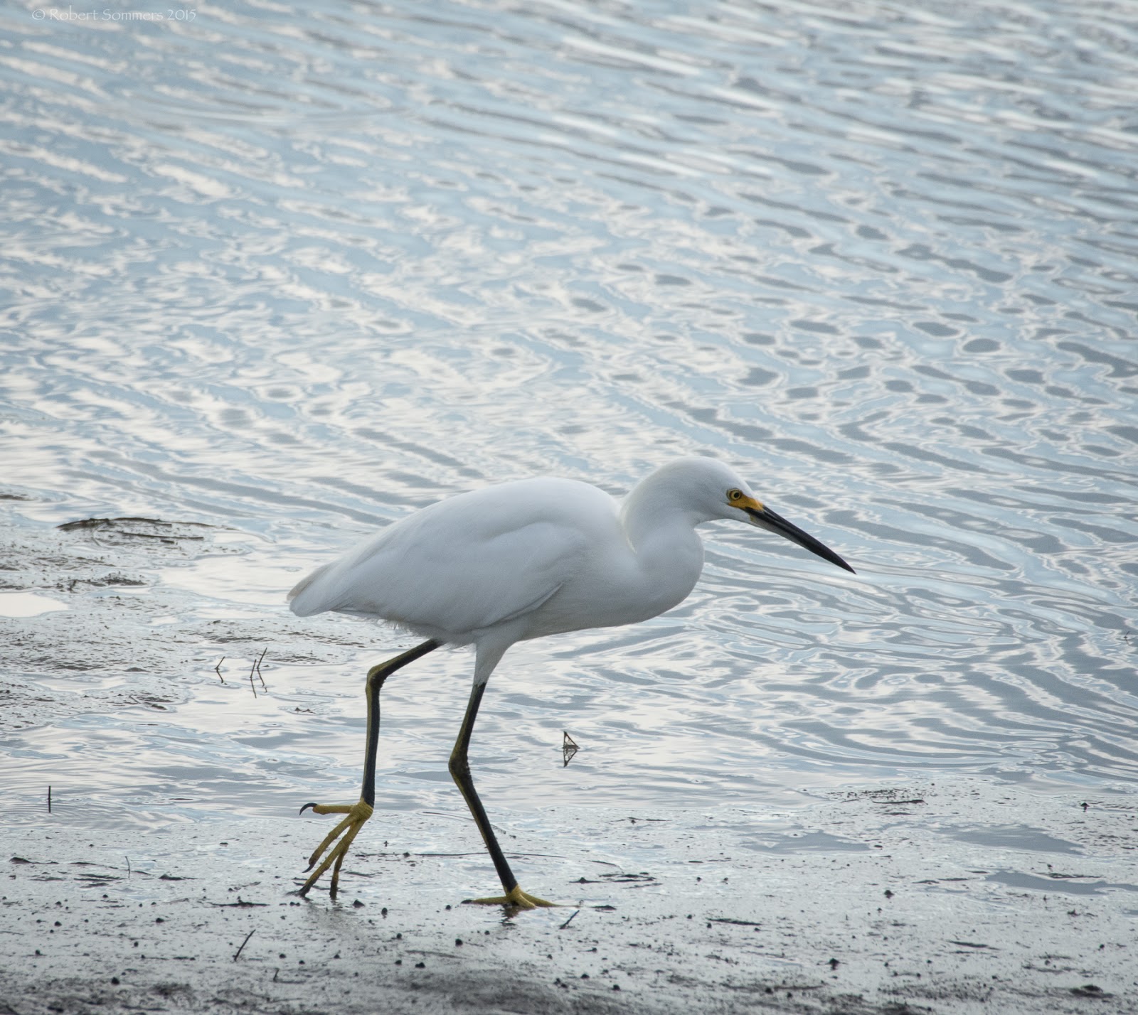 Fallbrook Shutters: Lesser Egret, San Elijo