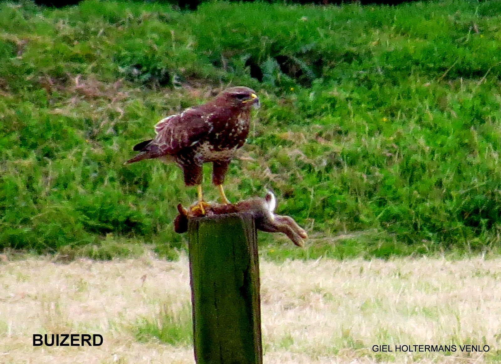 Natuurlijk vogelgielke: DE BUIZERD