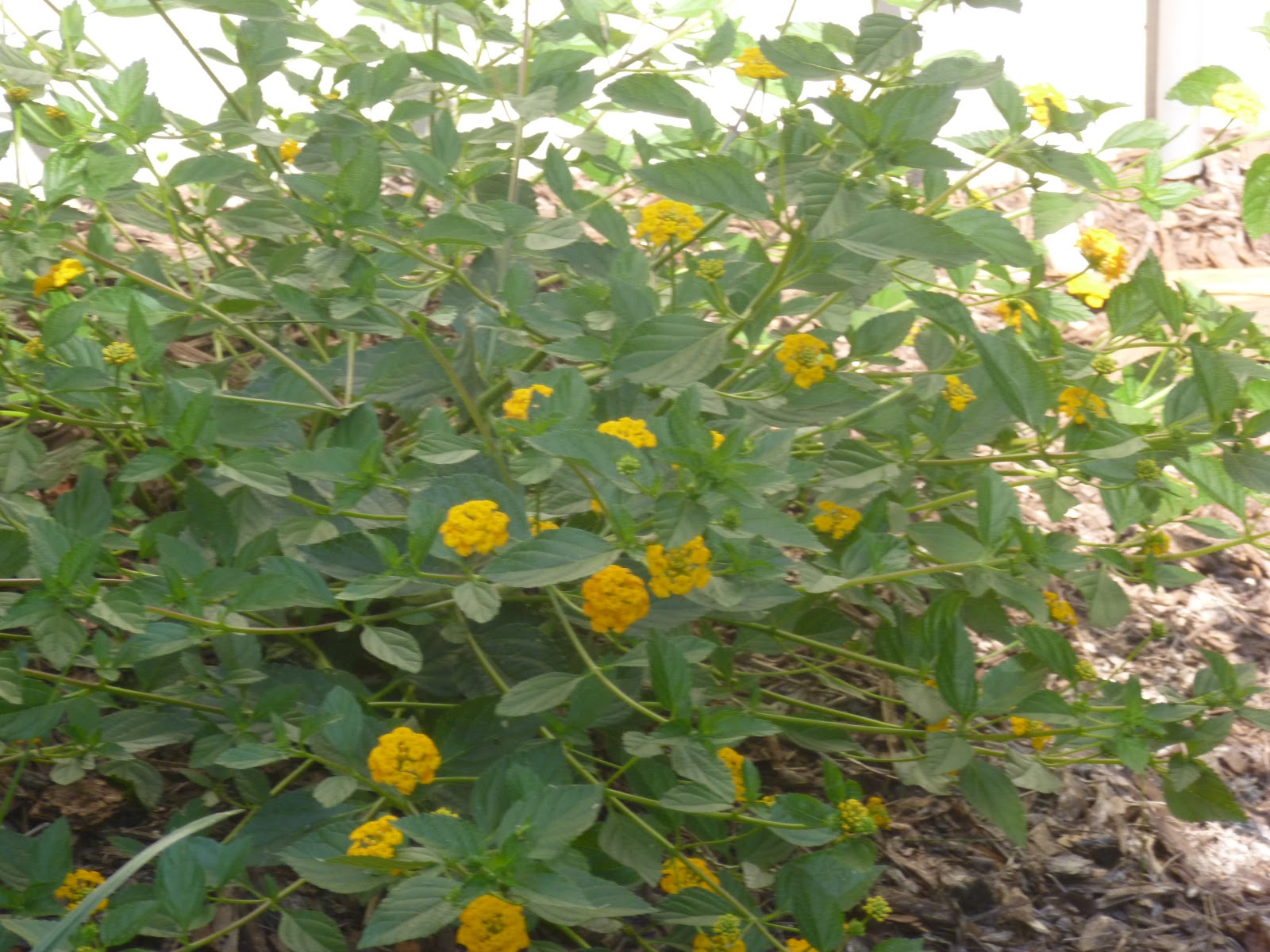 Lindaraxa: Lindaraxa's Garden In May