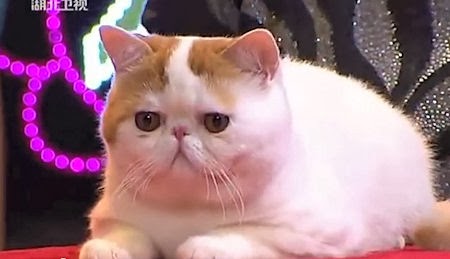 The Presurfer: Is China's Snoopybabe The World's Cutest Cat?