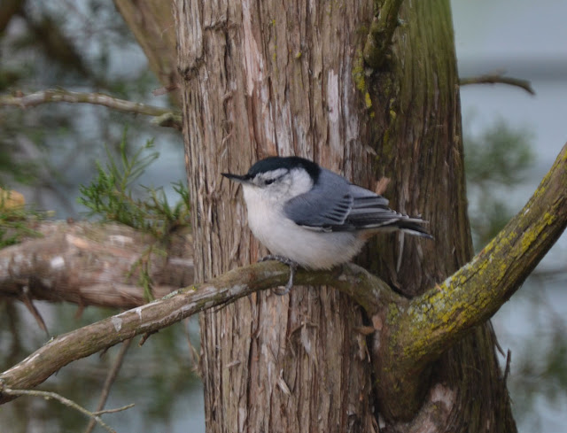 Woods Walks and Wildlife: Yellow-bellied Sapsucker & Co.