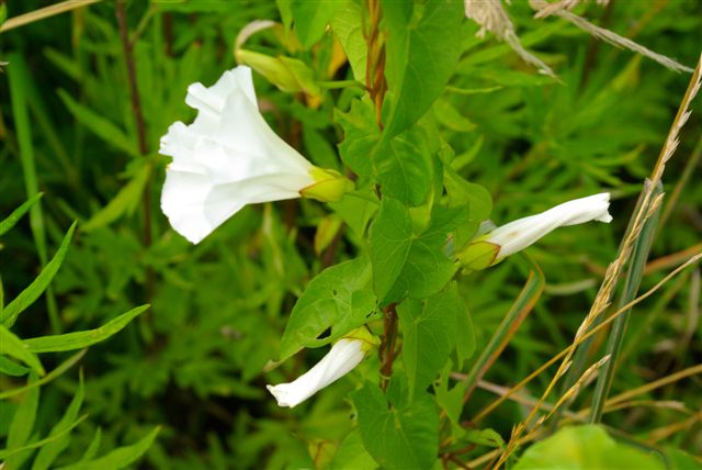RIZNICA LEKOVITOG BILjA: PREŽIVLJAVANjE U PRIRODI (samonikle jestive ...