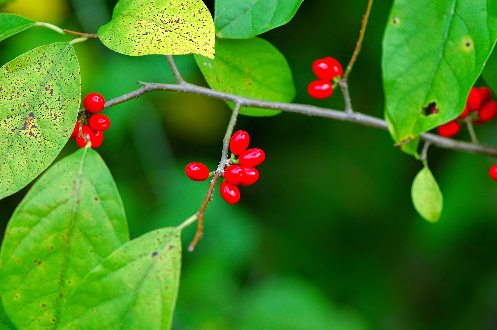 Field Biology in Southeastern Ohio: Sure Signs of the Fall Season