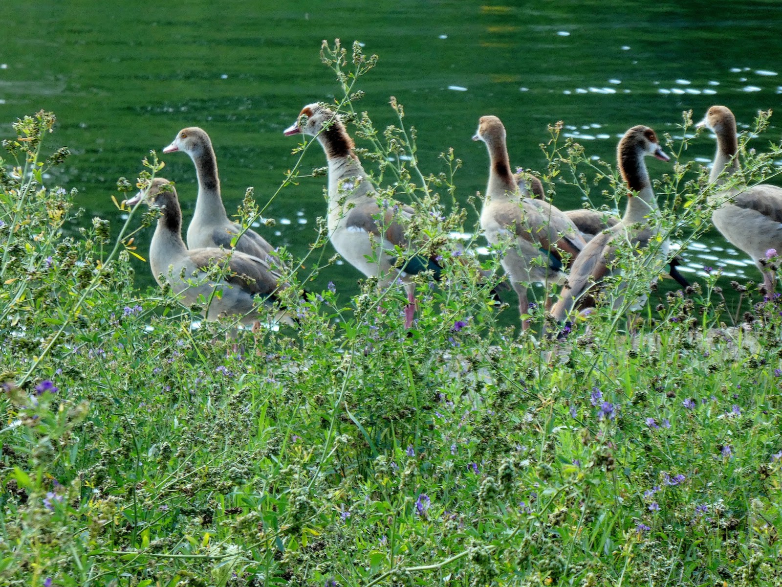 joachimartist: a hummingbird butterfly