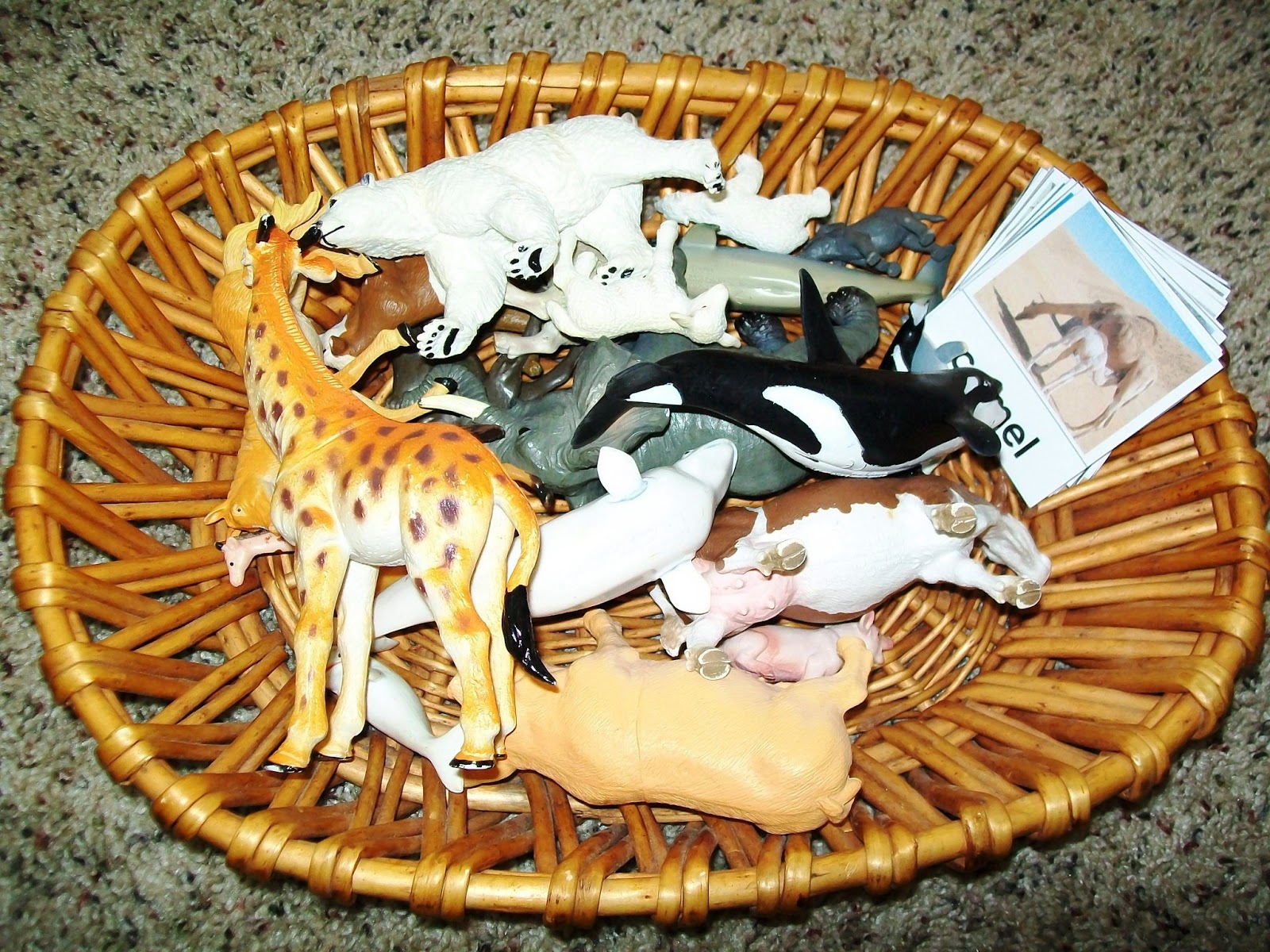 My Body: The Reproductive System Unit with Free Printables - Every Star ...