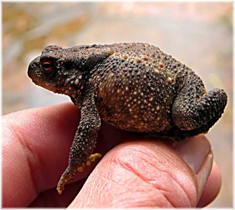 HUESCA Y LA SIERRA DE GUARA: SAPOS Epidalea Edward Drinker Cope, 1864 ...