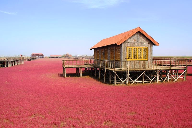 PAVAN MICKEY: The Red Beach in Panjin, China