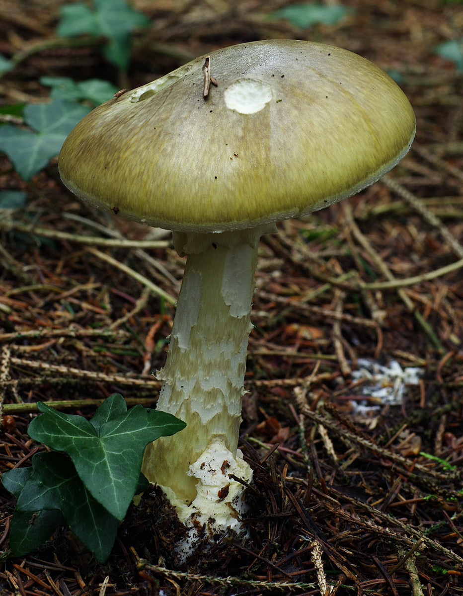 Wildeep's Illuminations: Death Cap