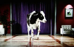 LankaVet: Freida - Tap Dancing Cow