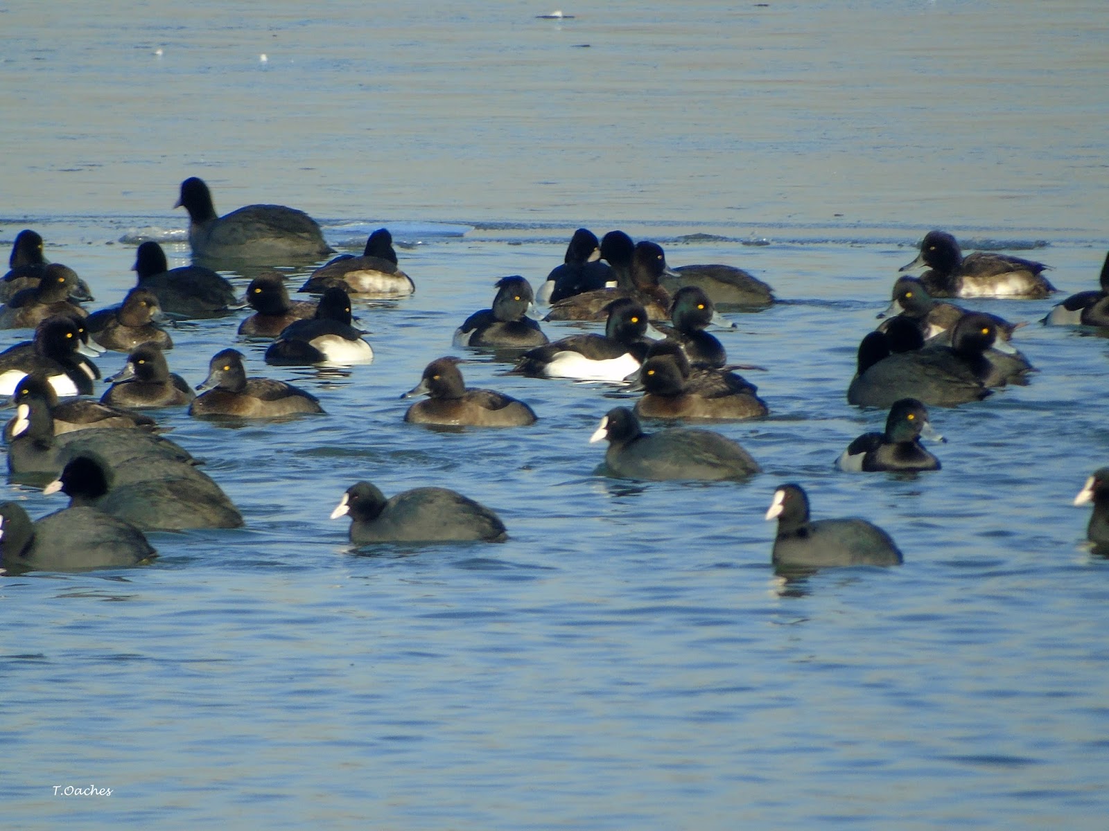 PASARI DIN ROMANIA: RATA MOTATA, Aythya fuligula