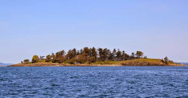 Orca Watcher: Yellow Island ~ 2014
