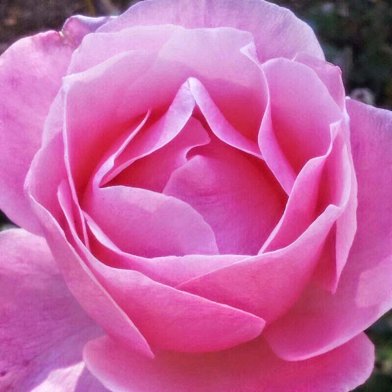 Health News: pink healing