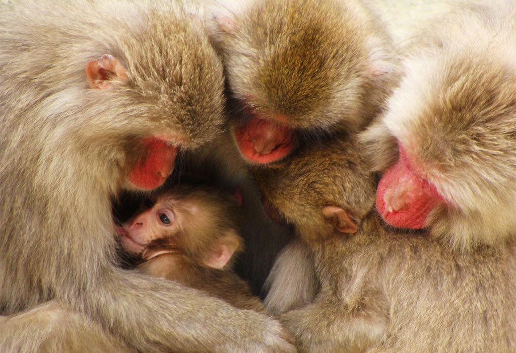 Un Mundo en Paz: El maravilloso mundo animal
