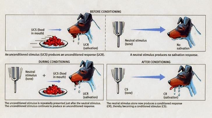 Linfei's Bio Blog: How do Tuck and Roll behave? --- Animal Behavior Lab ...