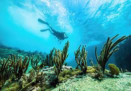 Mengenal Zonasi Terumbu Karang Berdasarkan Paparan Angin