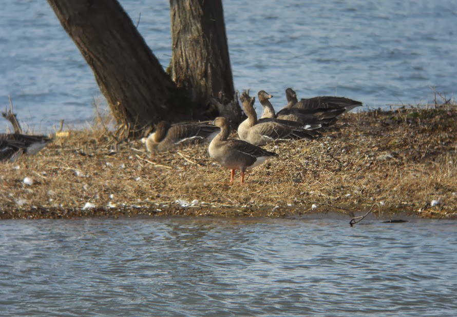 BIRDING - Kyoto, Kansai and Japan: geese