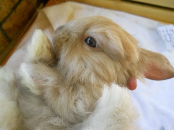 RABIT-Kunići su vrlo privrženi,dragi,veseli i inteligentni kućni ...