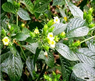 KEJI BELING (Strabilanthes crispus) | Eny Prasetyo