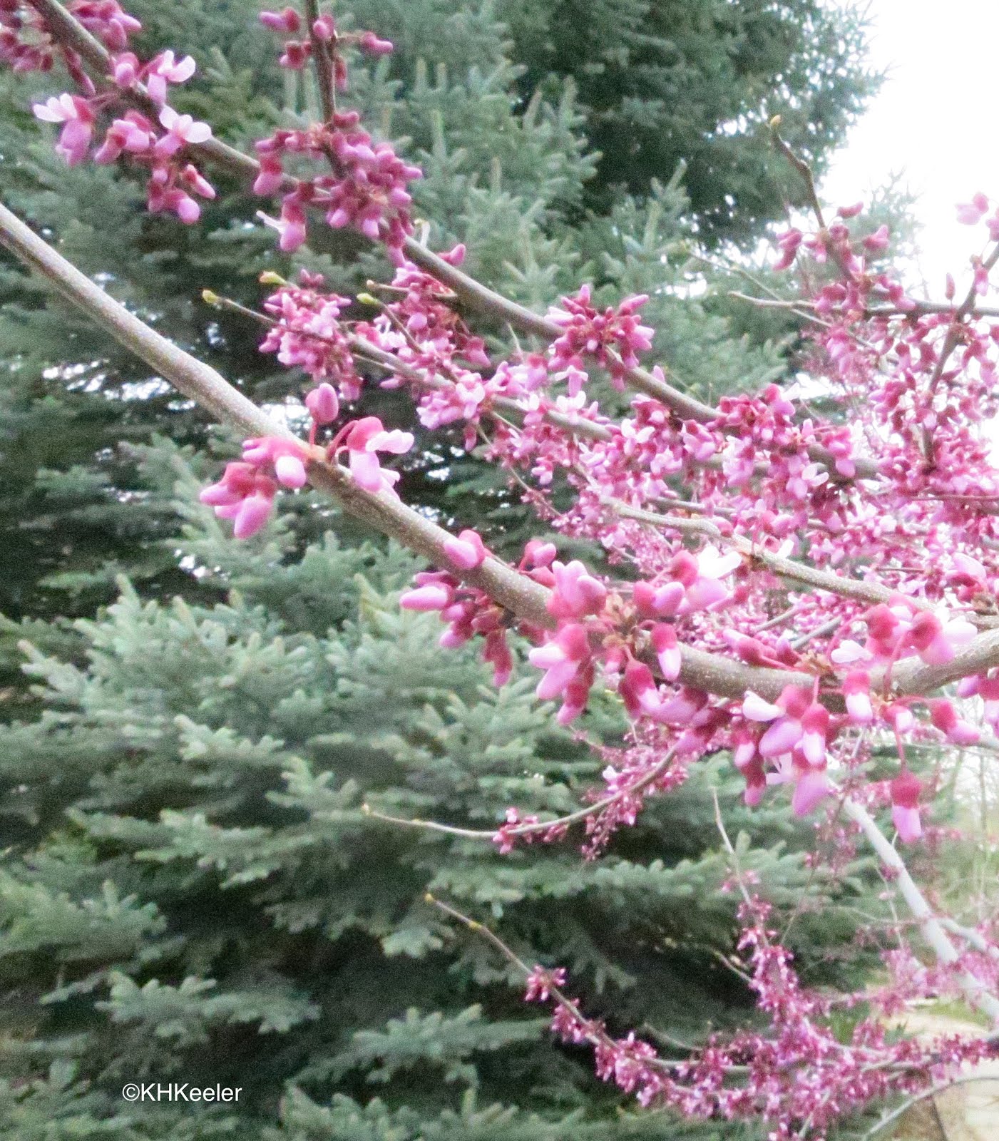 A Wandering Botanist: Plant Story--the Striking Eastern Redbud