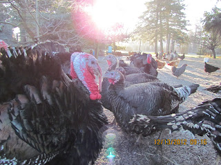 the Cobblestone Farm Paris: Final Act, Orlopp Bronze Dec 19, 2012