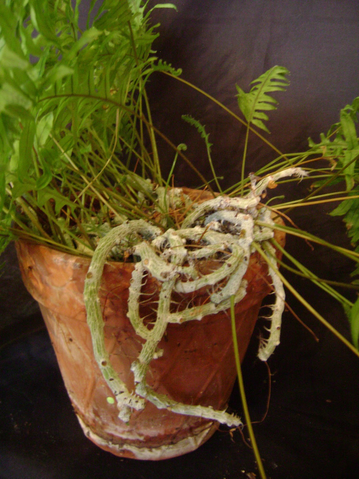 Houseplant Guru: Ferns with Feet