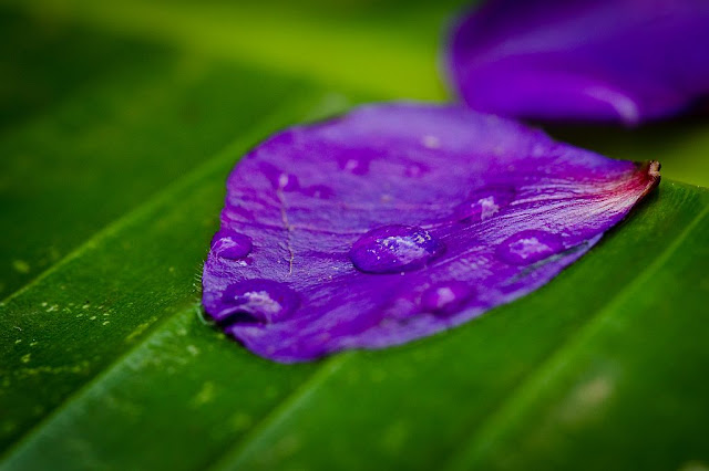 Elsen Karstad's 'Pic-A-Day Kenya': Purple Petal Puddle- Mt. Kenya