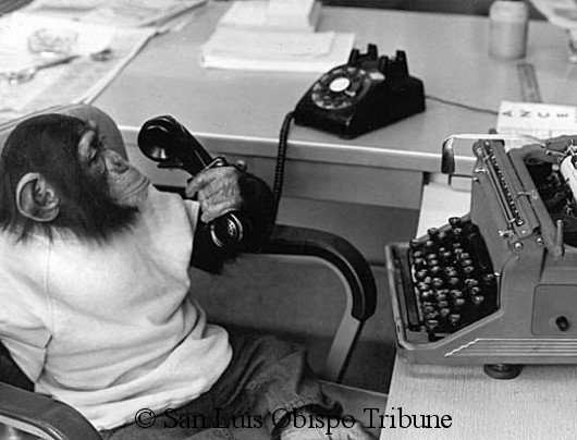 The Velvet Blog: Seven pictures that will restore your faith in chimps ...