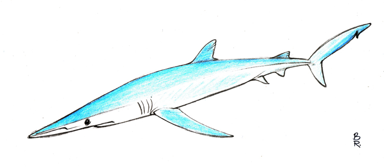 Animal Design by Barry Reynolds: B - Blue Shark