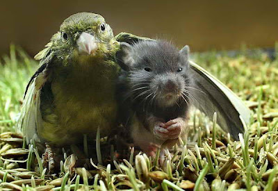 Animals World Of Love | Strange and Amazing