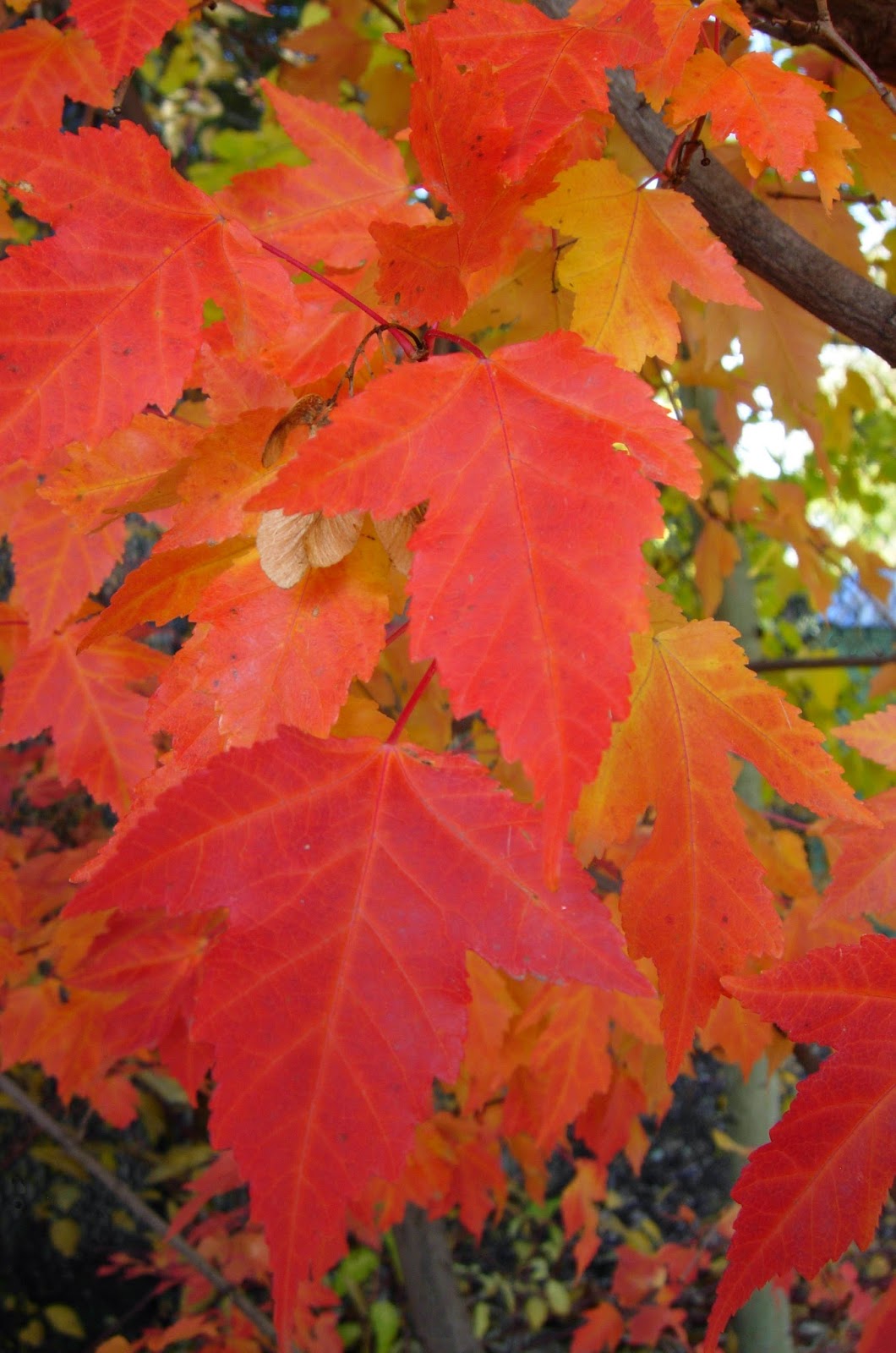 Great Fall Color--Amur Maple